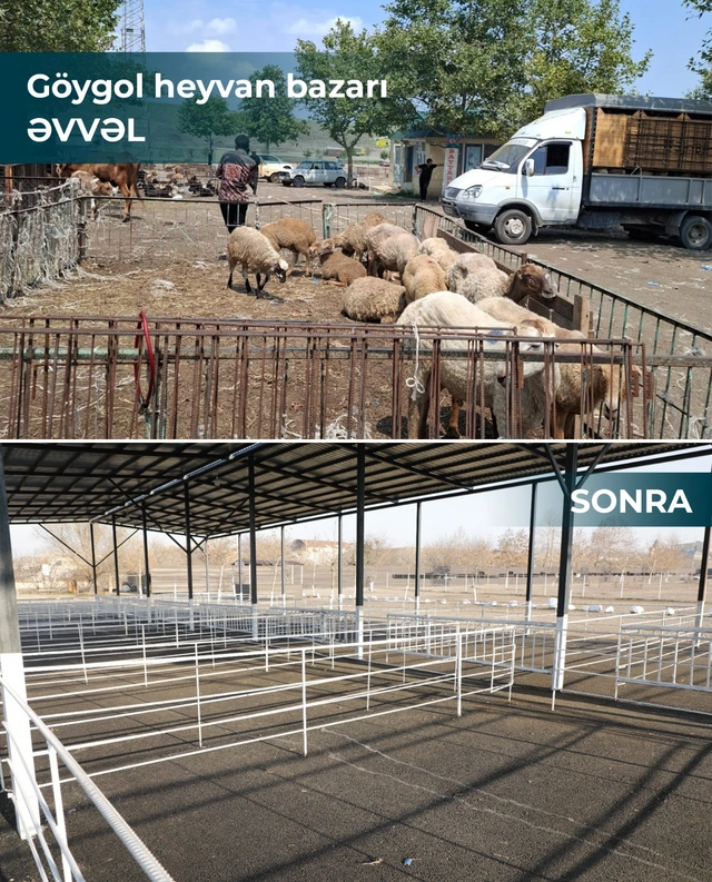 Salyan və Göygöl heyvan bazarları fəaliyyətə başlayıb - Operativ Media